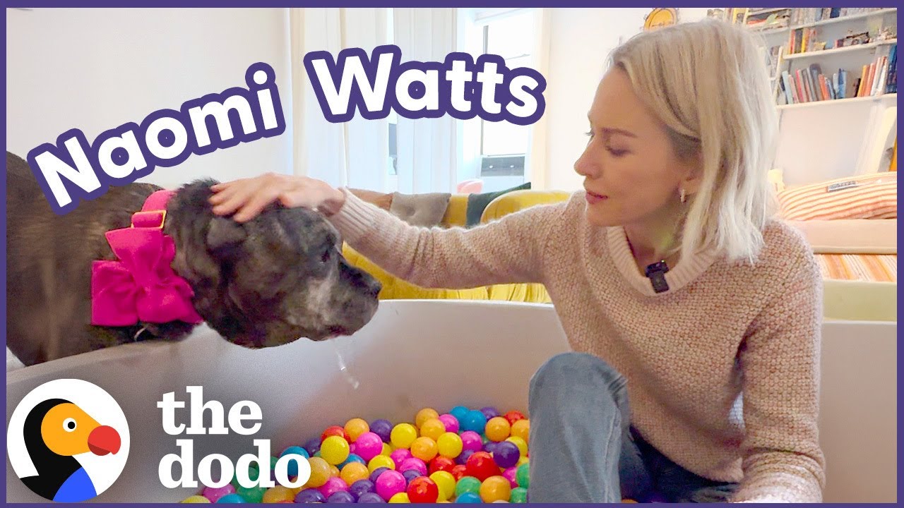 Naomi Watts Goes On A Dream Date With The Sweetest Cuddle Bug | The ...