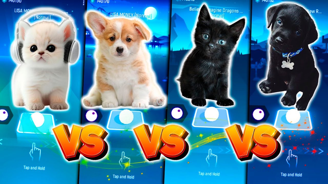 CUTE CAT VS CUTE DOG LISA MONEY VS CUTE CAT BELIEVER VS CUTE DOG NEW ...