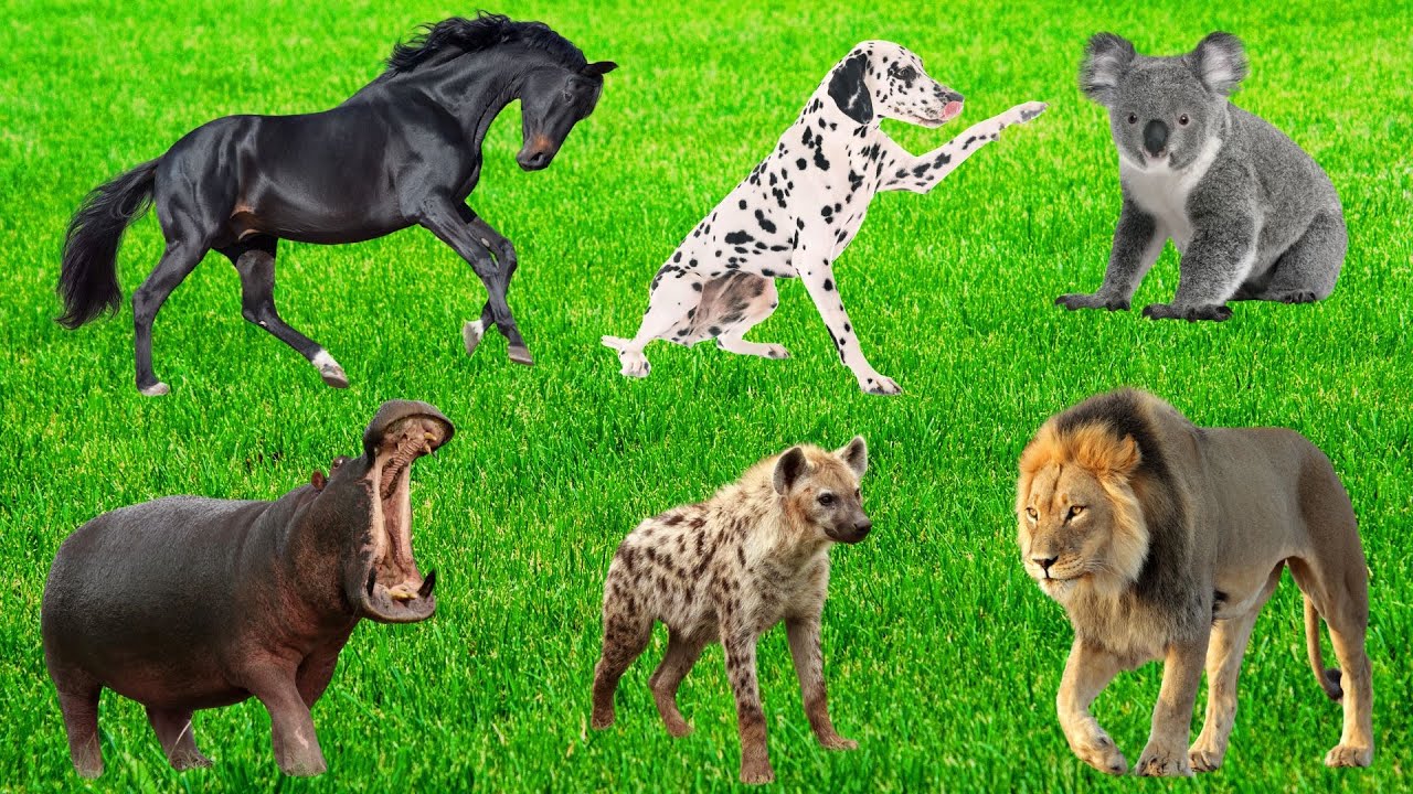 Mischievous Animal Species: Horse, lion, chicken, Hippo, Hyena, Koala ...