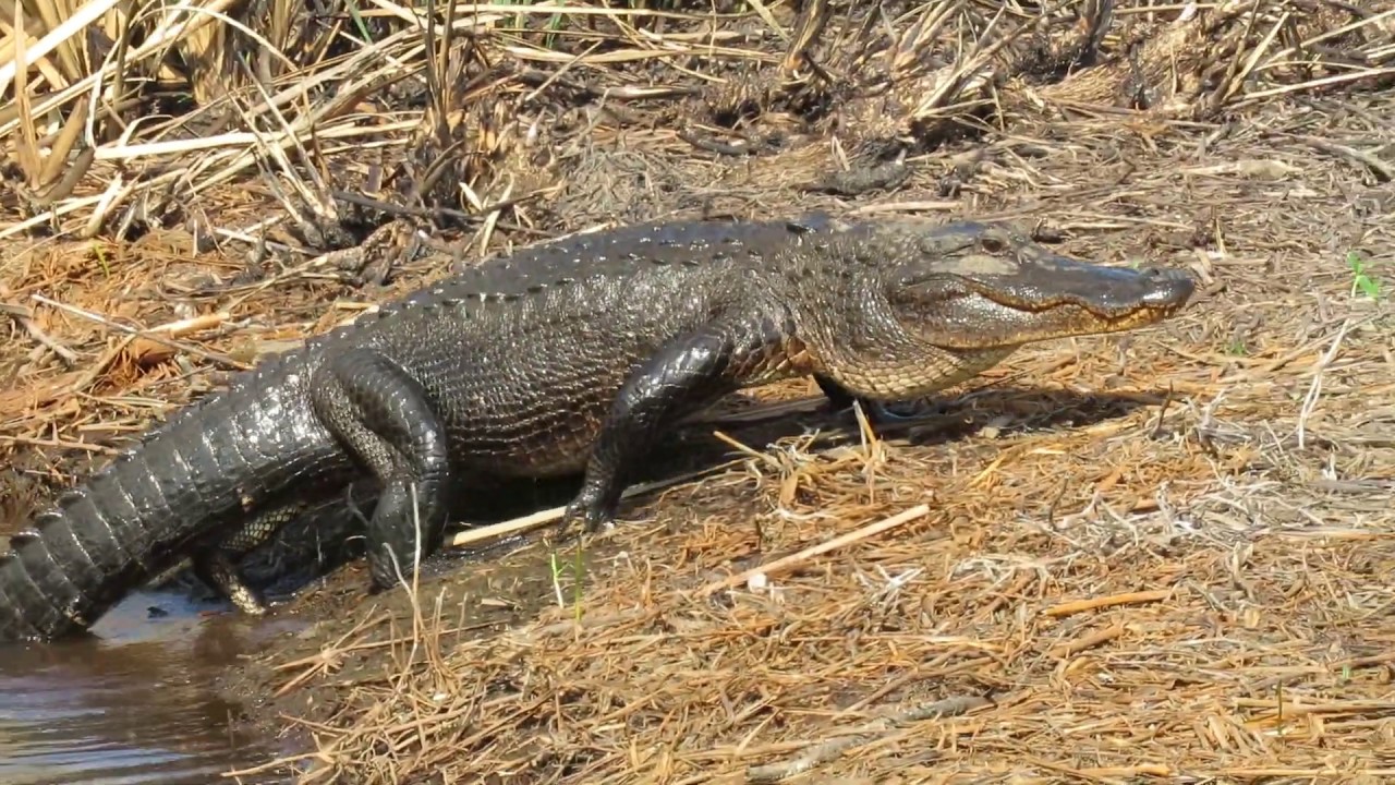 MASSIVE ALLIGATOR CLIMBS OUT OF WATER IN HIGH WALK & Yellow Bellied ...