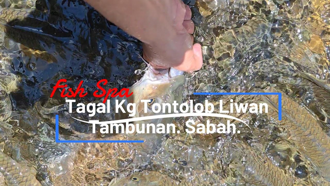 Fish Spa Tagal Kg Tontolob Liwan Tambunan - YouTube