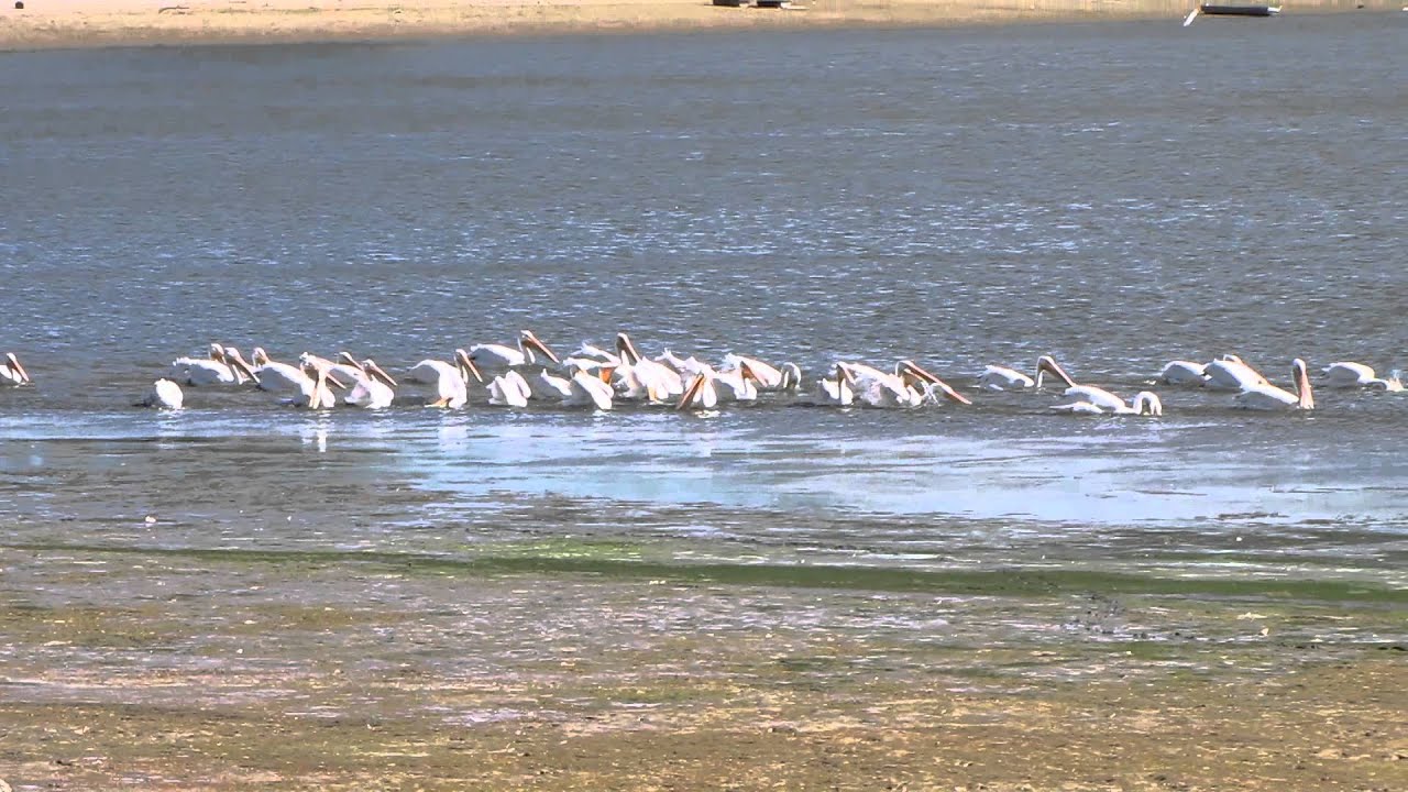 White Pelicans fishing Terry Lake CO - YouTube