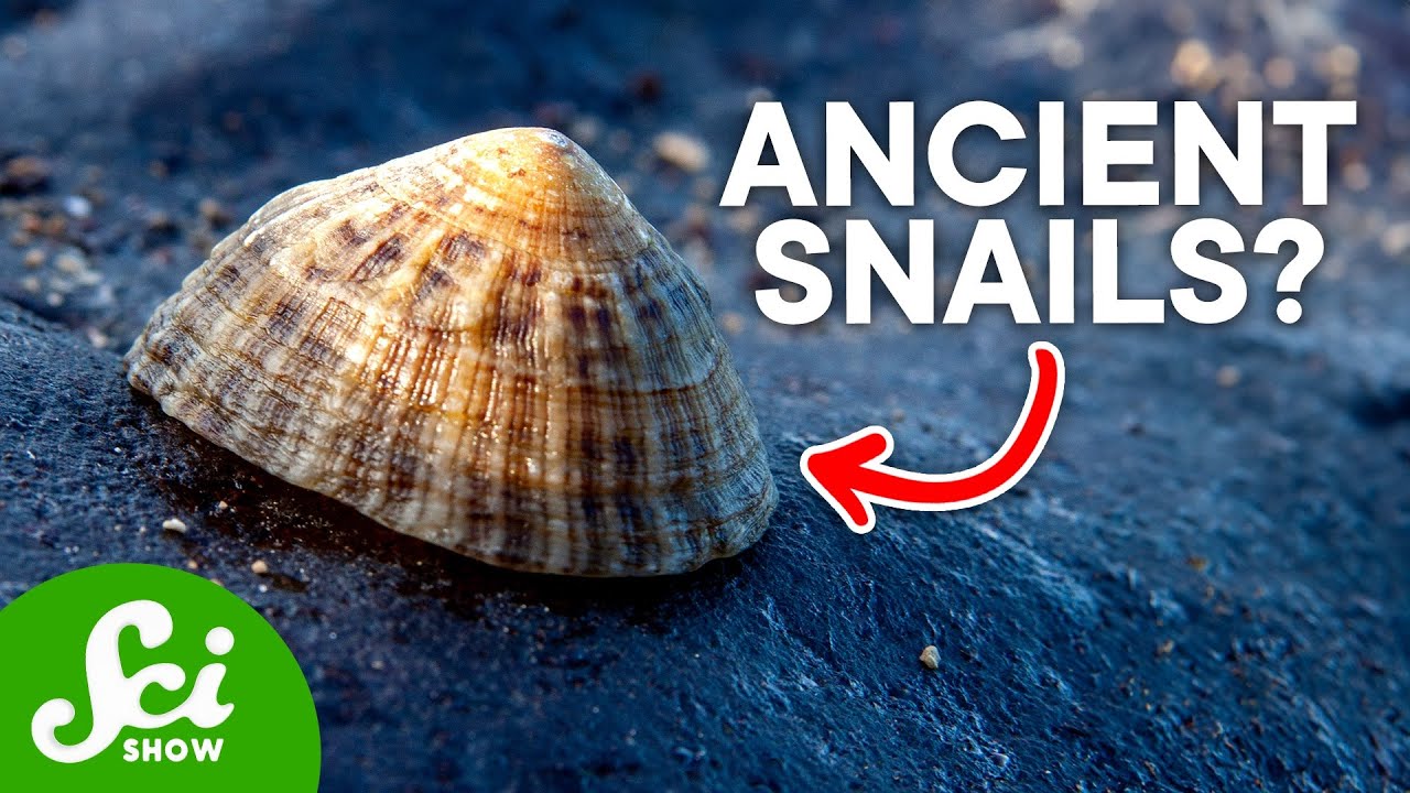 Ancient Genetics that Still Occur Today: Atavisms Explained - YouTube