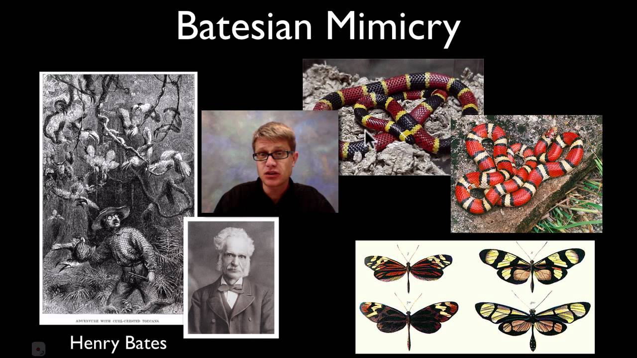 Aposematic Coloration - YouTube