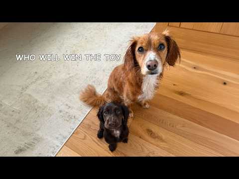 My Dog Wrestles Our Puppy