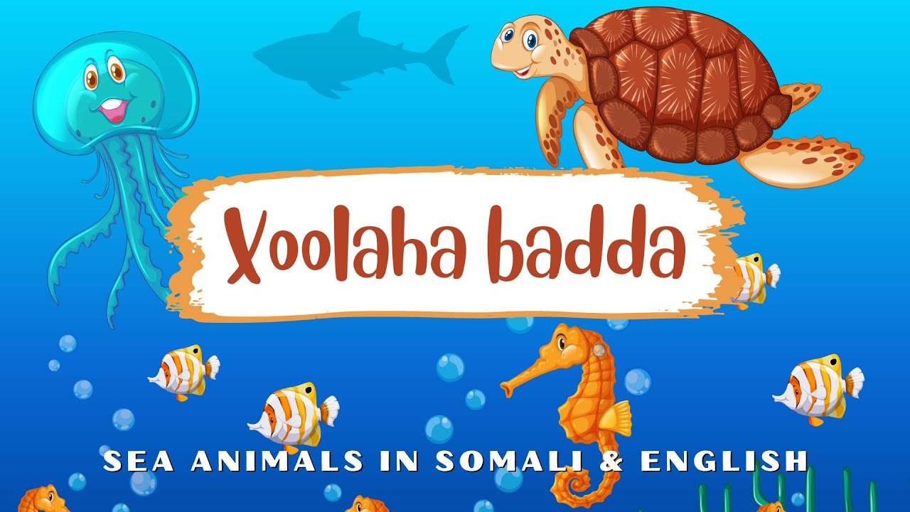 Xoolaha badda - Sea Animals in Somali & English - YouTube