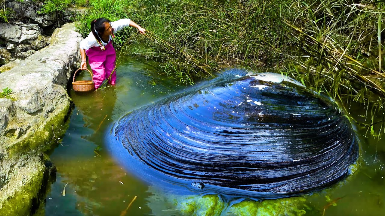The shell of the river clam is shining, and the pearls inside are even ...