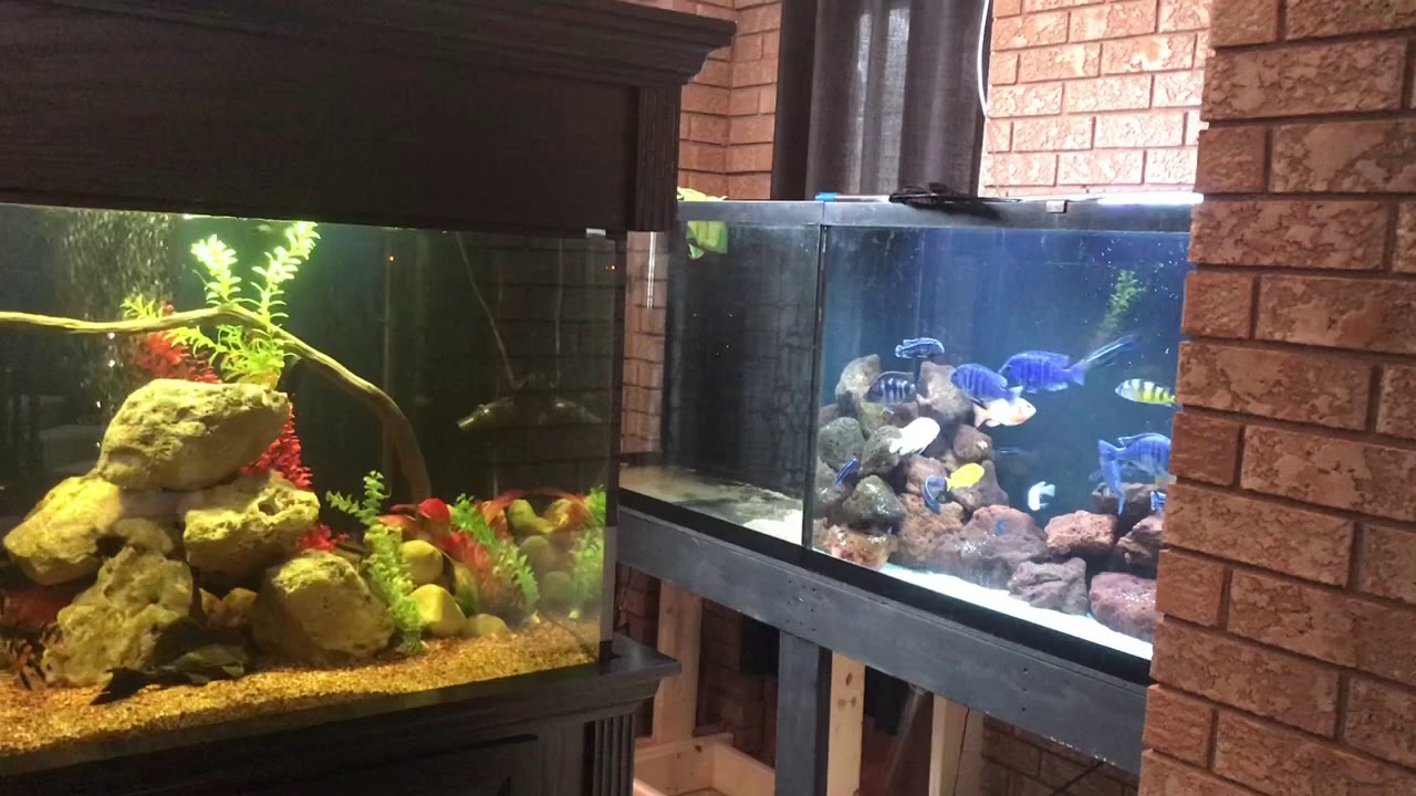 BAD NEWS: New Aquarium Caused a Flood!! - YouTube