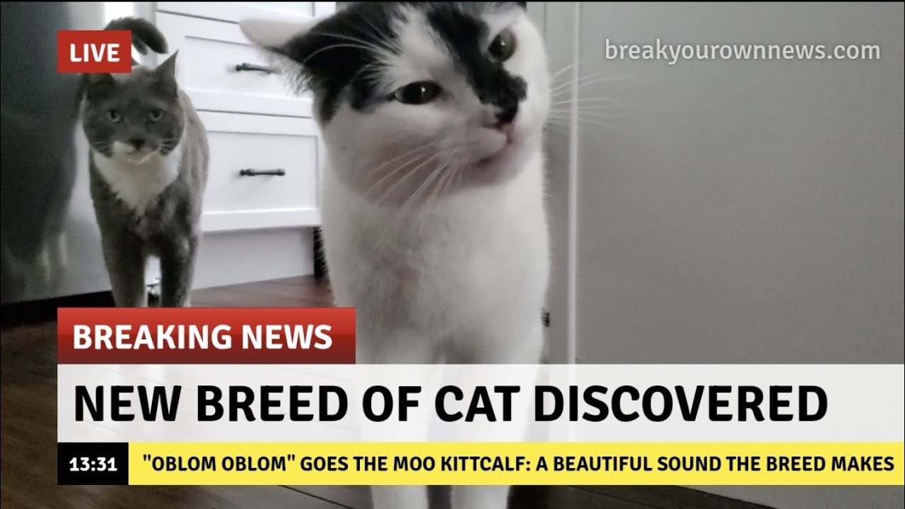 New Breed of Cat Discovered: Kittcalf (Makes Strange Noises instead of ...