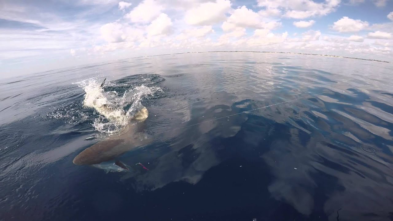 Shark Attacks Kayak Fishermans Catch right next to the kayak! - YouTube