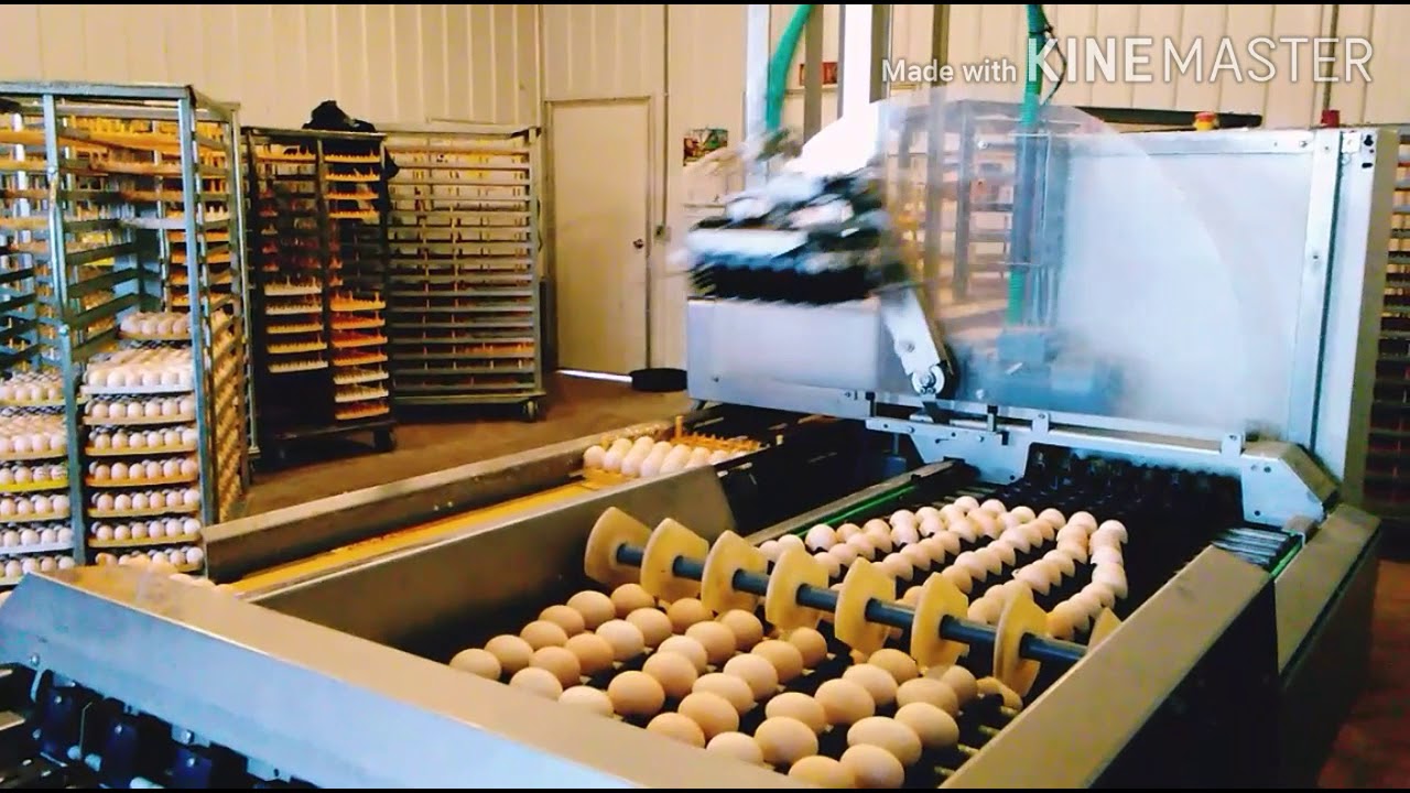 Farm Robot - Nest Egg Farm Chicken Houses - YouTube