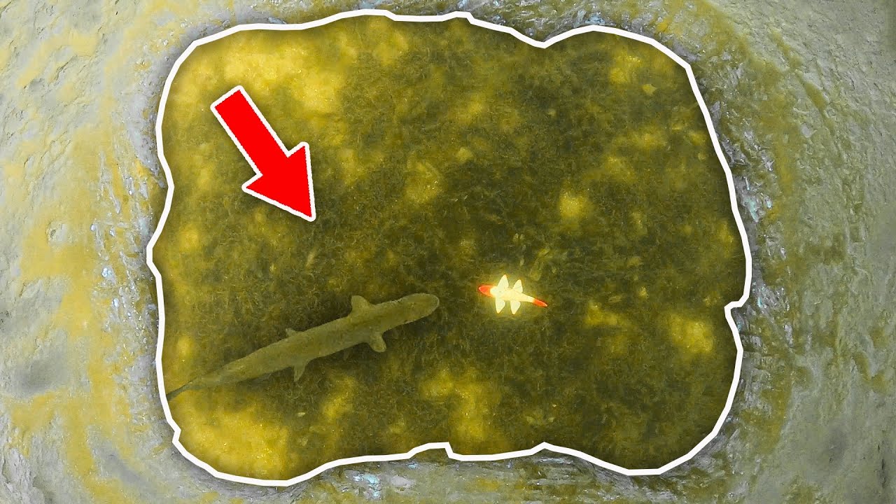 Pike SPEARING Through The ICE - Michigan Northern Pike Spearing - YouTube