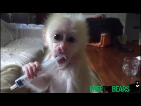 Baby bear macaque (stump-tailed macaque) rescue June 29 - YouTube