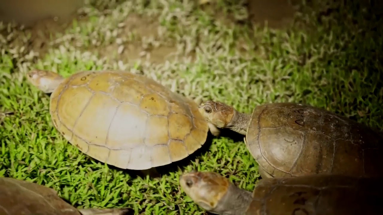 Huella Galapaga Investigación de Tortugas (podocnemis Vogli) - YouTube