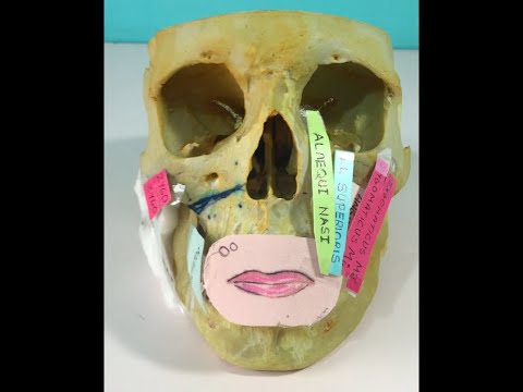 Space Infection Part 1: Primary spaces of Maxilla - YouTube