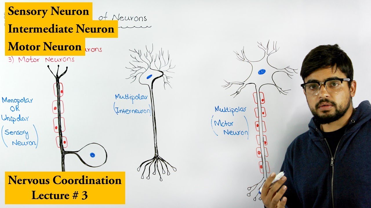 Intermediate Neuron
