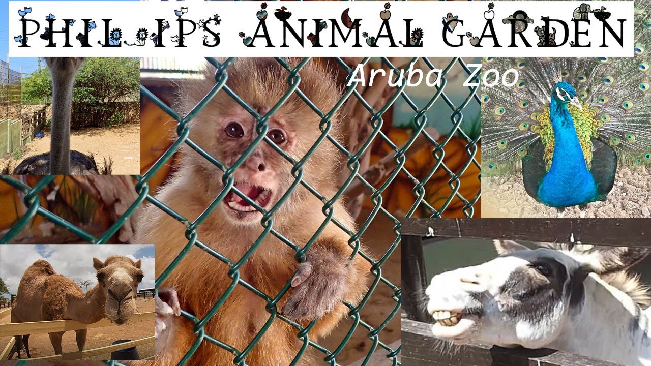 Philips Animal Garden Zoo Aruba - YouTube
