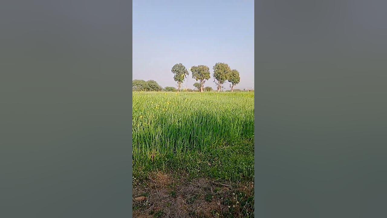 Hamare village khet - YouTube