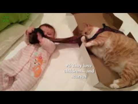 Top 10 Reasons Why You Should Get a Cat - YouTube