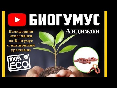 Biogumis Kaliforniya qizil chuvalchangi va sotuvi +998337160091OYBEK