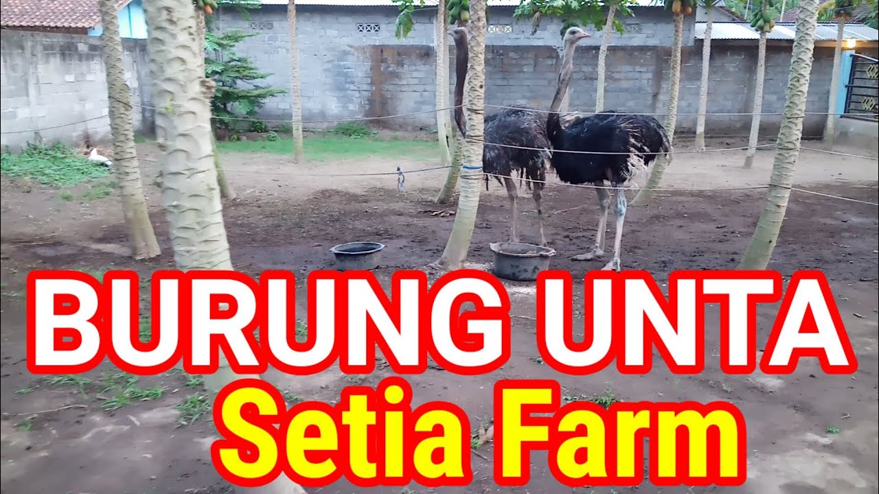 KEBIASAAN BURUNG UNTA SETIA FARM🔥🔥🔥 - YouTube