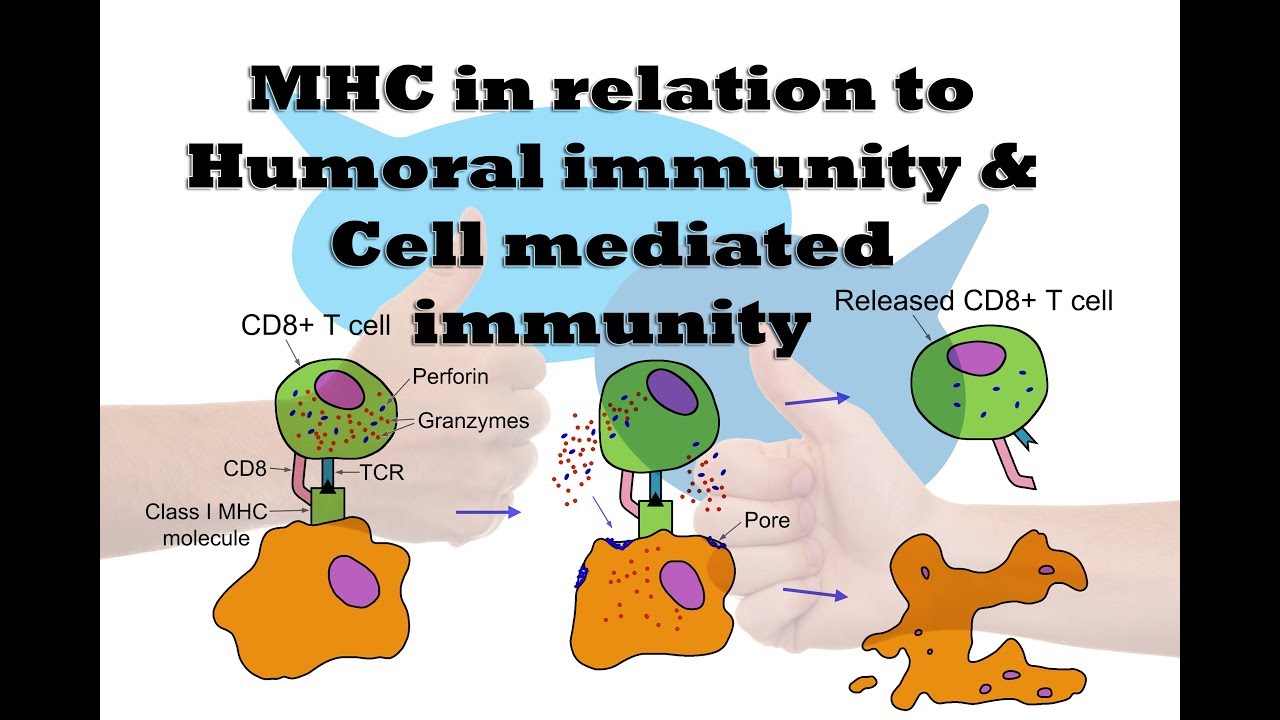 Humoral Vs Cell Mediated Immunity