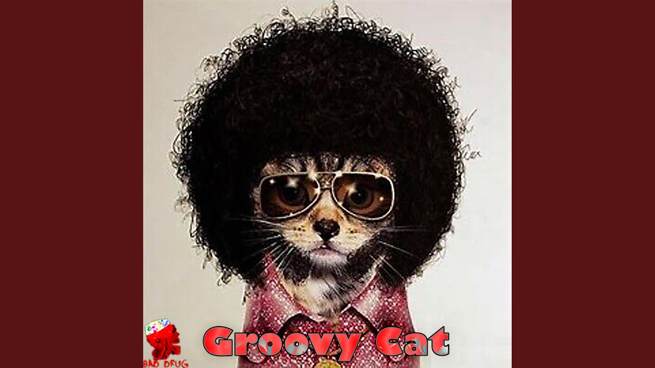 Groovy Cat - YouTube