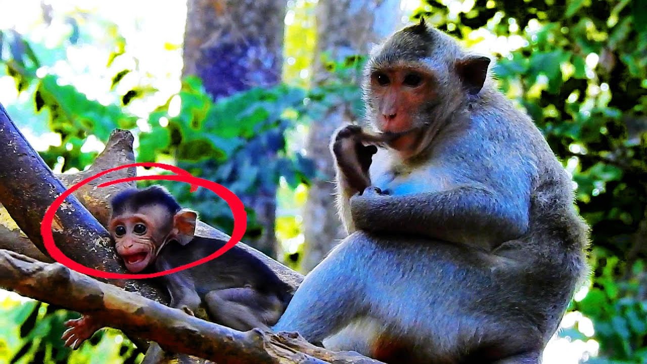 Million Tearing!! Little monkey cries many time call mom to help & take ...