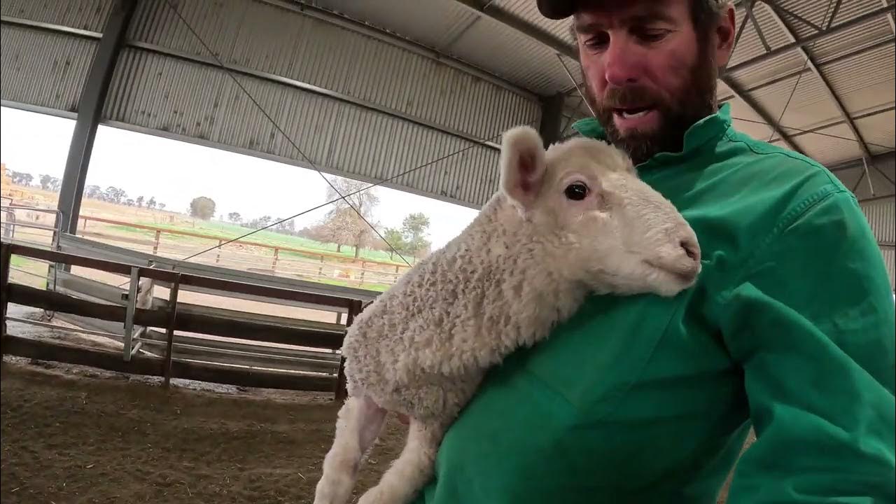 The start of lamb marking - YouTube