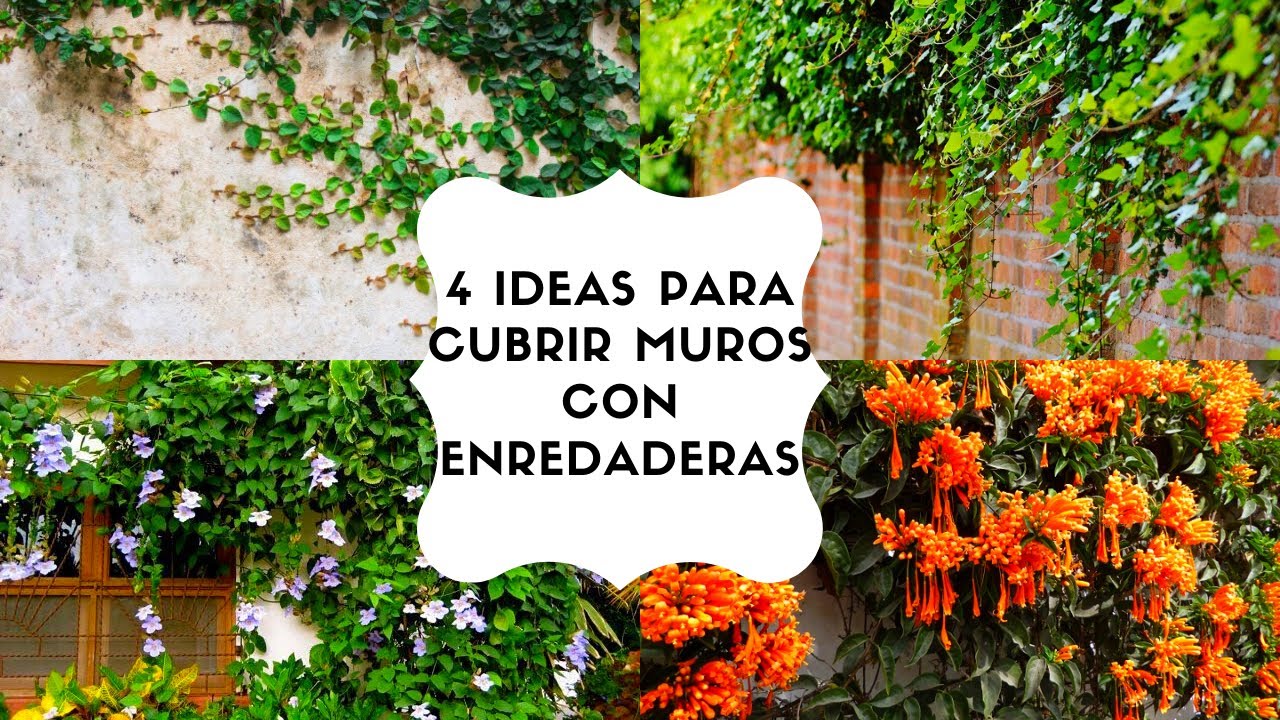 ¡4 IDEAS sensacionales para DECORAR MUROS con ENREDADERAS! | Rumyando ...
