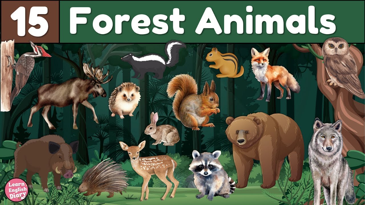 15 Forest Animals 🐿️ Word List for Kids | ESL Animal Names Vocabulary ...