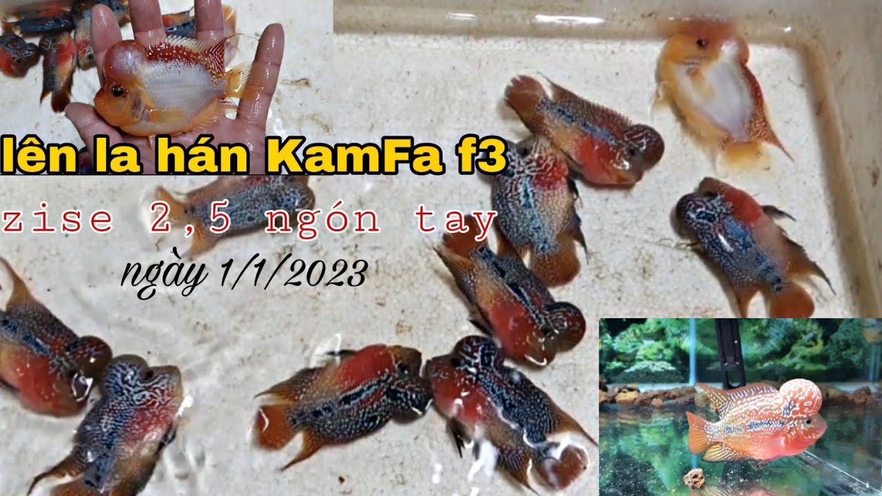 LA HÁN KAMFA F3 MỚI NHẤT #cá - YouTube