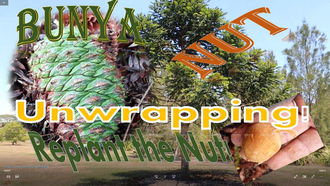 🇦🇺🌰🌲Whoa! Unwrapping | Plant the Nut | Unique Nut |Queensland Native ...