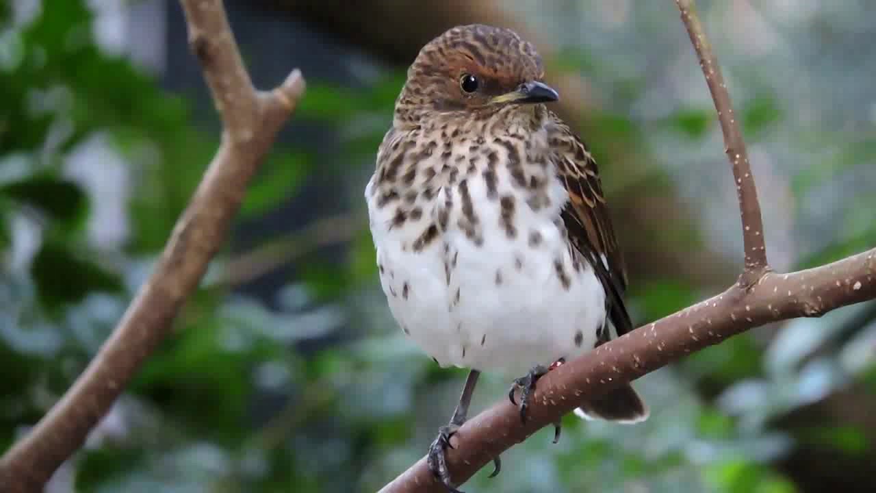 Violet backed Starling Female Cinnyricinclus leucogaster 白腹紫椋鸟 12 6 17 ...