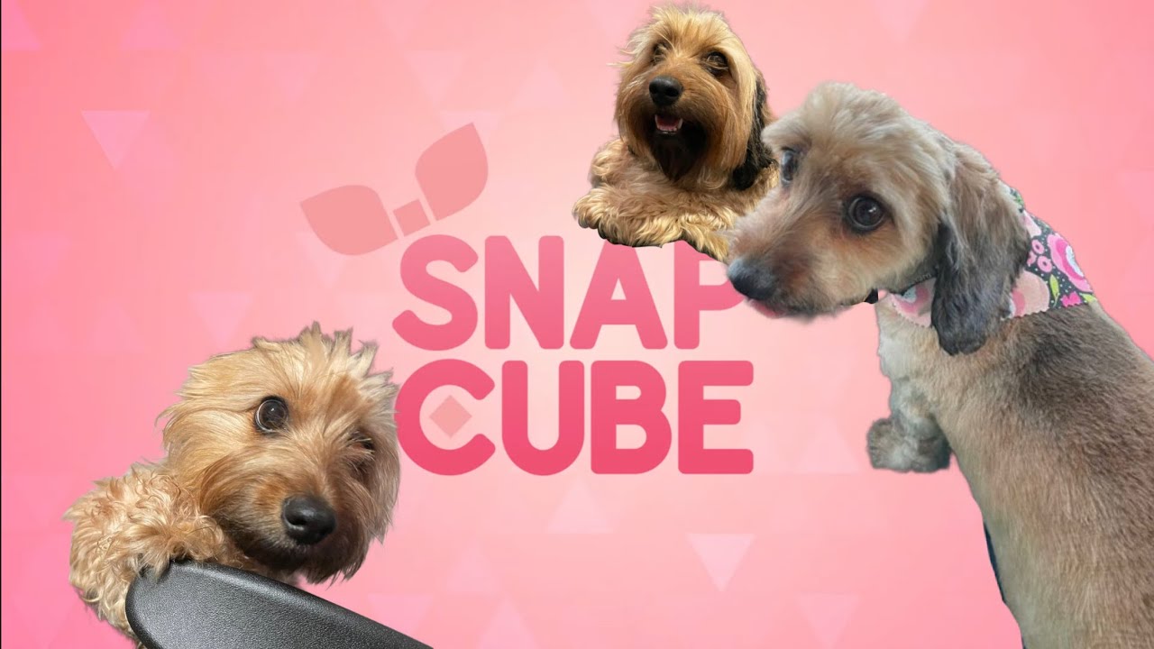 SnapCube Real-Time Fandubs but everytime Waltz (Ryan’s Dog) barks - YouTube