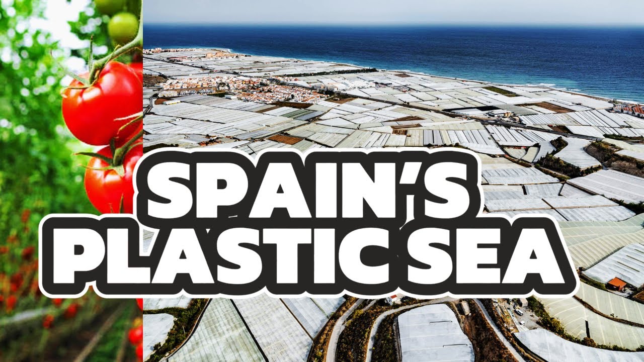 Sea of Plastic: Spain's $4B Tomato Industry (Almeria) - YouTube