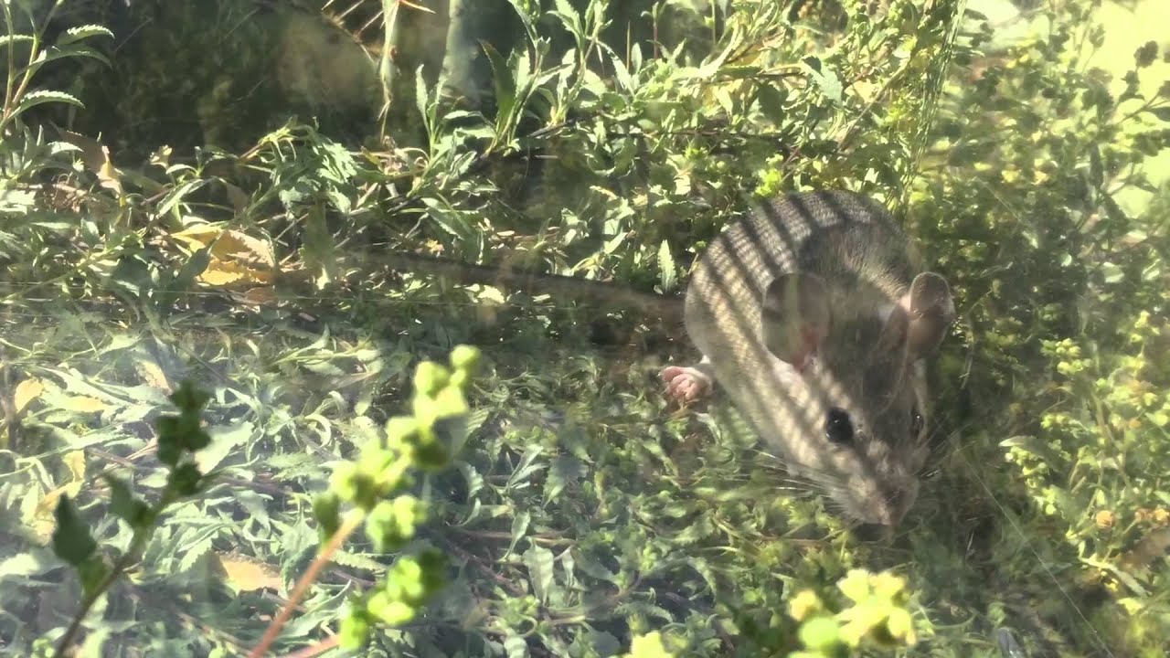 Animal Experts Inc. for packrat trapping in Tucson and the surrounding ...