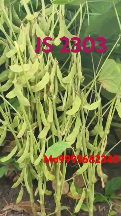 soyabean ki JS 2303 soybean variety JS 2303 mo.9993682345 #farming # ...