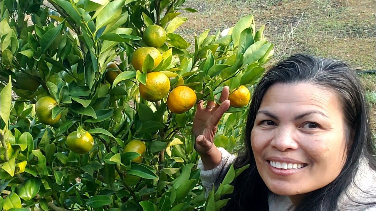 After 5 years namunga din Tangerin or Mandarin Tree - YouTube