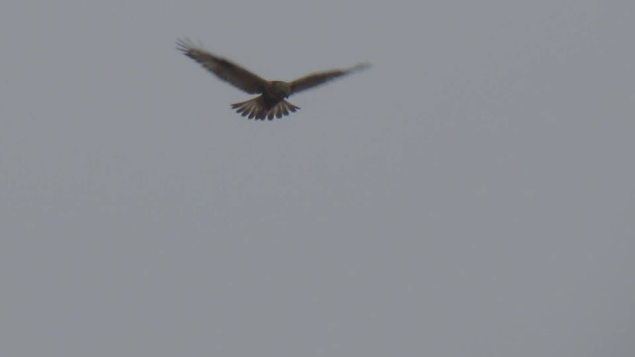 light morph Rough-legged Hawk hovering at Fairy Hill Marsh, SK Canada Nov 16, 2015 - YouTube
