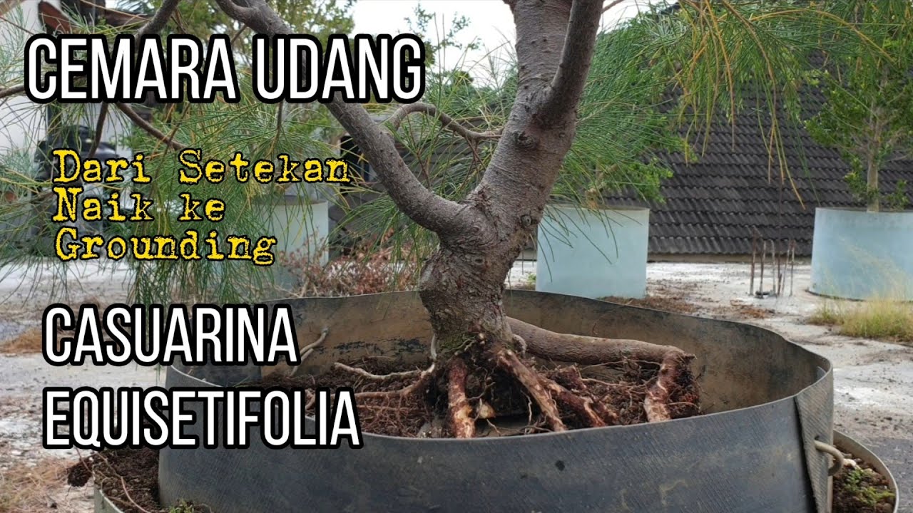 Part2 !! Program Akar Cemara Udang Bogel @utamaasepbonsaicutting3711 ...