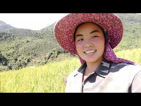 Hnub no kuv tus txiv tsev wb mus saib wb cov nplej os 7/10/2022 - YouTube