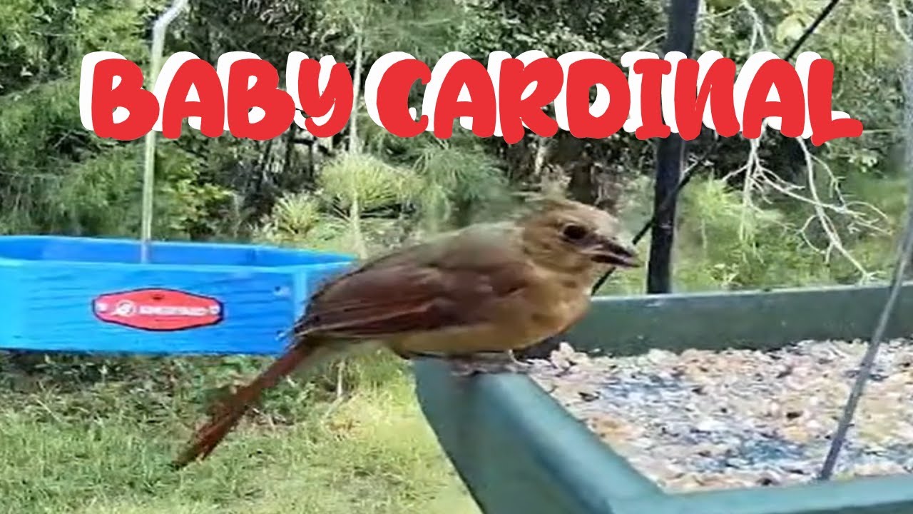 Juvenile Cardinals & Carolina Wren Wildlife Live Tv Live Bird Feeder ...