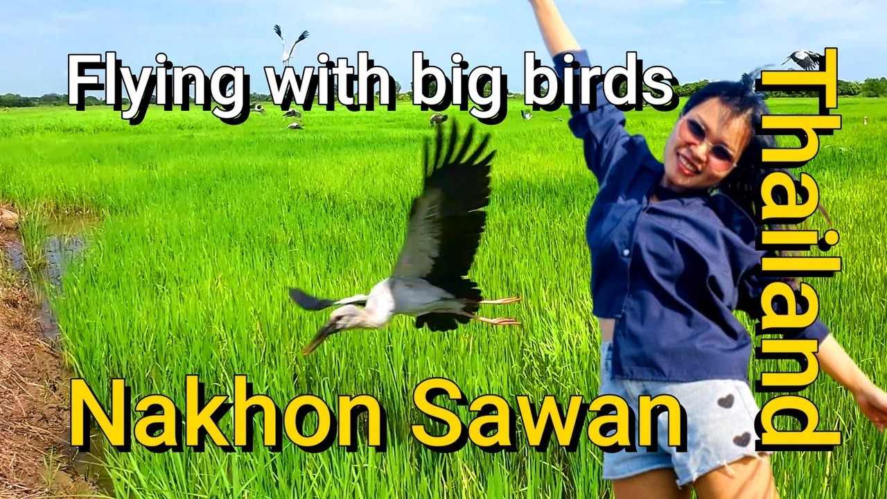 Birds of Nakhon Sawan: A Thailand drone video of Rice Fields - YouTube