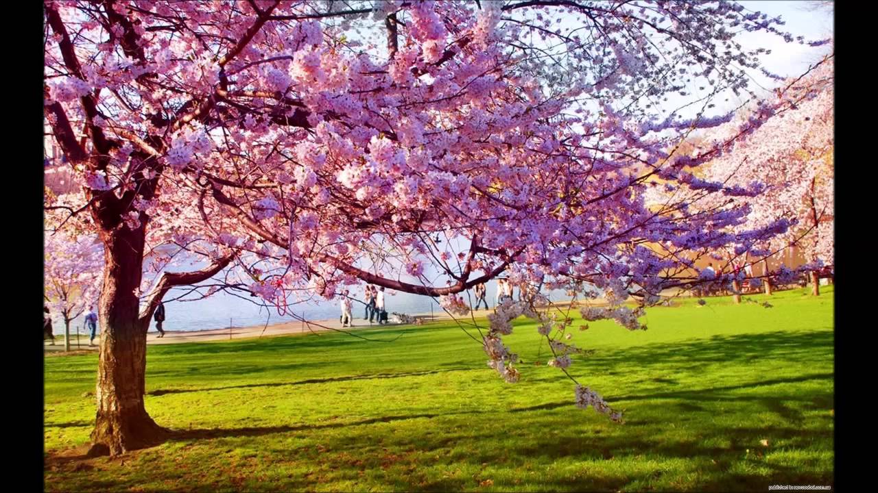 tinerete floare rara - YouTube