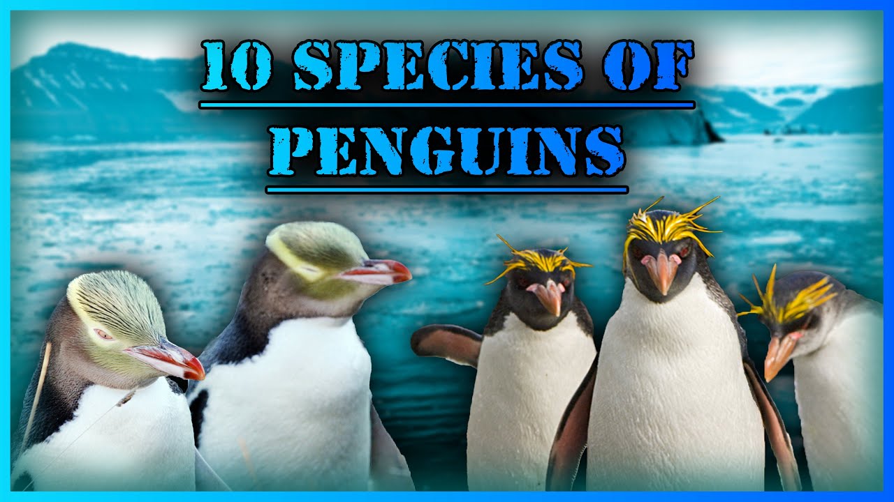 10 SPECIES OF PENGUINS - YouTube