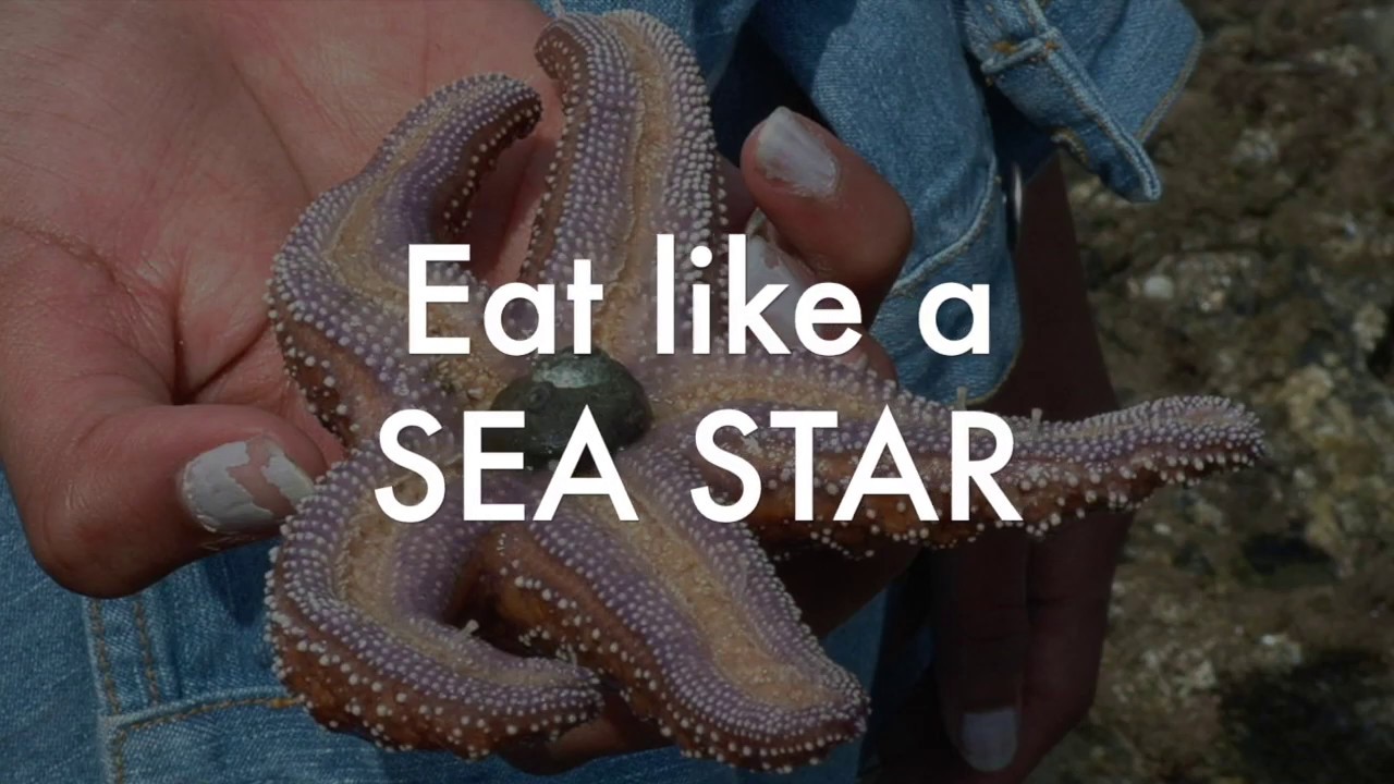 Do It Do It Eat Like A Sea Star Youtube