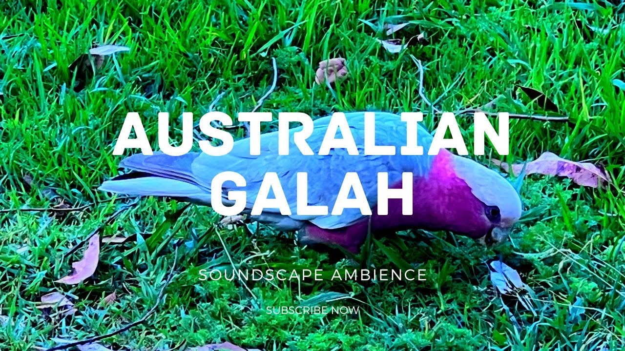 Relaxing Australian Bird Galah Sounds - Ambient sound for Deep Work ...