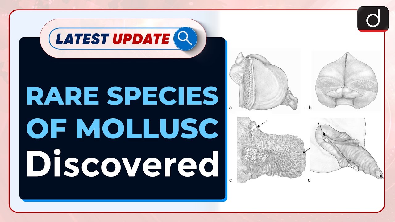 Rare Species Of Mollusc Discovered : Latest update | Drishti IAS ...