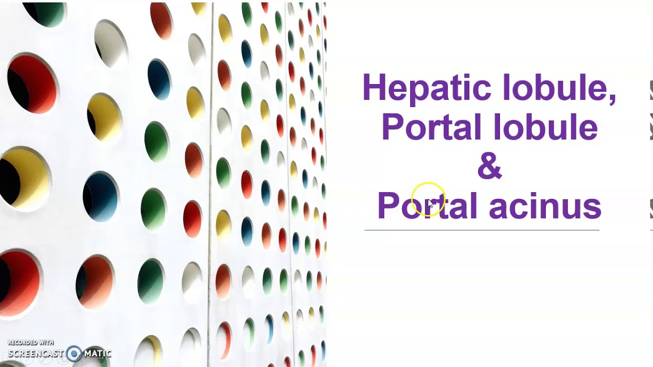 Concepts of structure-function relationships in Liver: Hepatic lobule ...